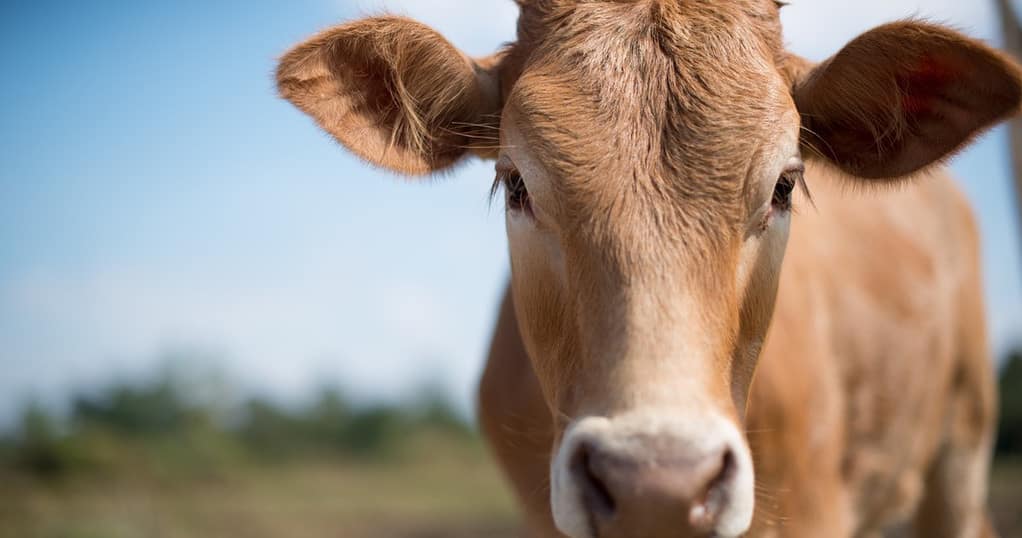 Russian Dairy Cows Wear VR Headsets to Reduce Anxiety - The Mac Observer