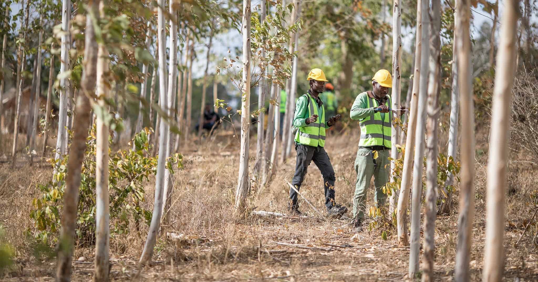 Apple Launches $200 Million Carbon Removal Project
