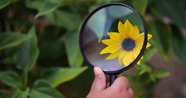 How to Use Visual Look Up With Your Photos