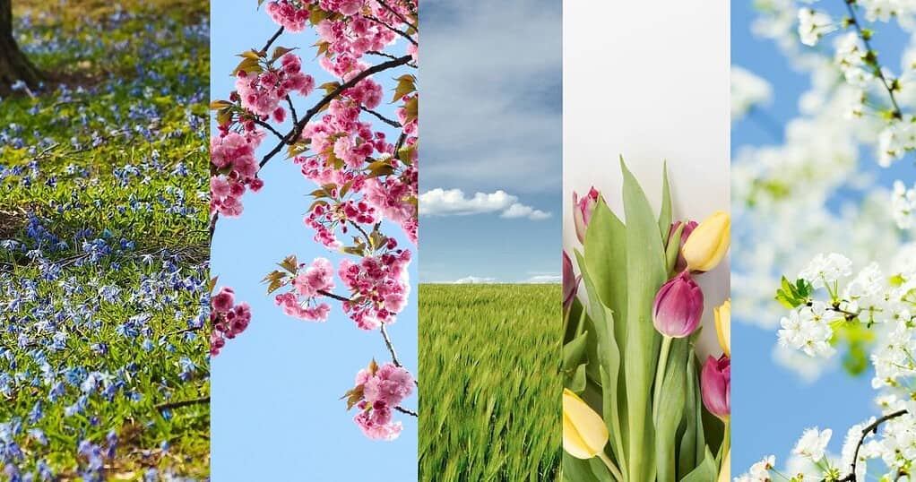 9 Best Spring Wallpapers for iPhone and Mac - The Mac Observer