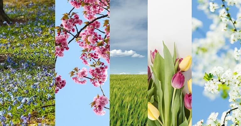 9 Best Spring Wallpapers for iPhone and Mac - The Mac Observer