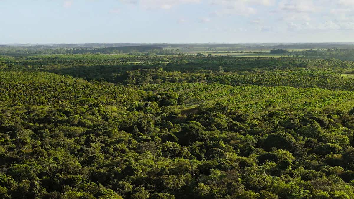 Apple’s Restore Fund Invests in US Forests to Fight Climate Change